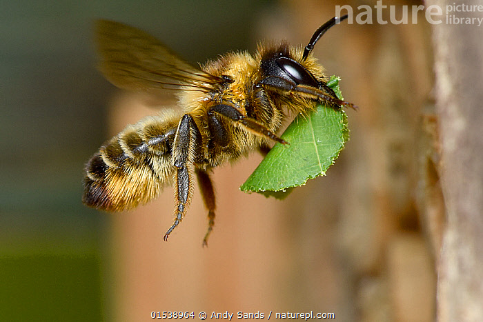 Stock photo of Leaf-cutter bee (Megachile ligniseca) female carrying ...