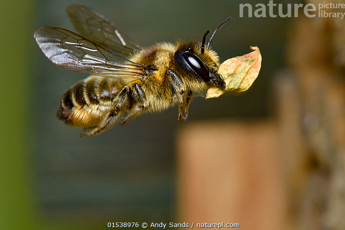 Stock photo of Leaf-cutter bee (Megachile ligniseca) female carrying ...