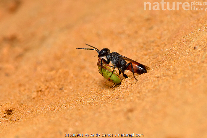 Stock photo of Shield bug hunting wasp (Astata boops) digger wasp ...