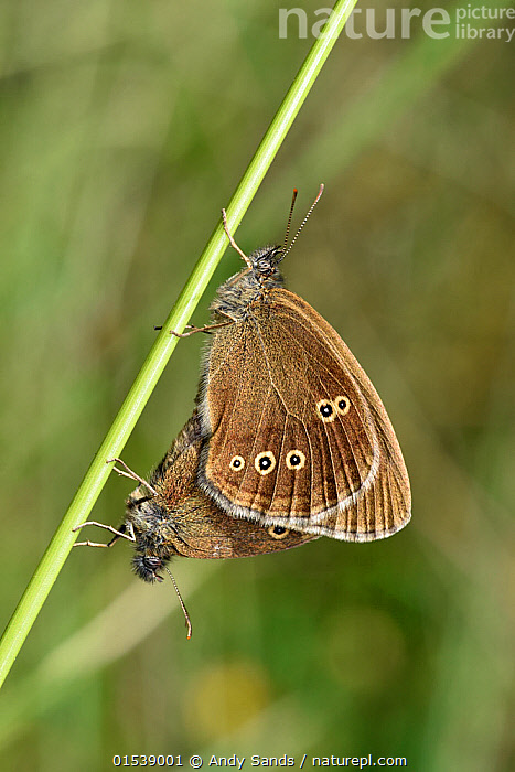 Stock photo of Ringlet butterfly (Aphantopus hyperantus) mating pair on ...