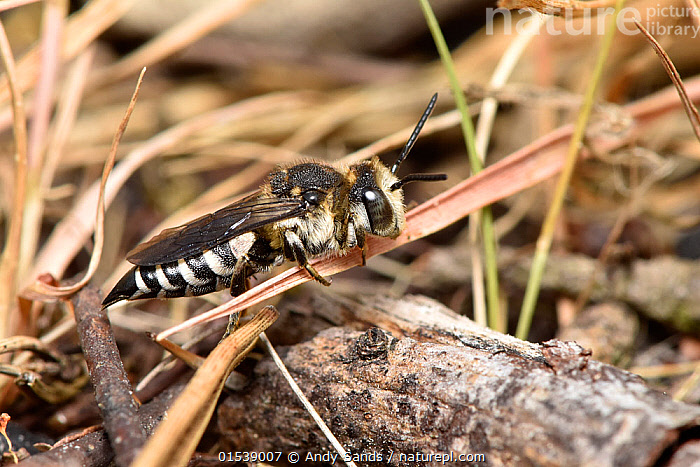 Stock photo of Sharp-tailed bee (Coelioxys conoidea) cleptoparasite of ...