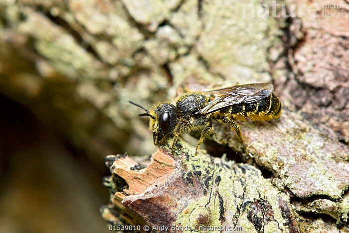 Stock photo of Daisy carpenter bee (Heriades truncorum) Berkshire ...