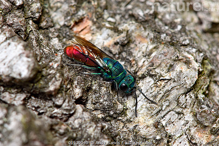 Stock photo of Chrysid wasp (Chrysis ignita) parasitic cuckoo wasp on ...