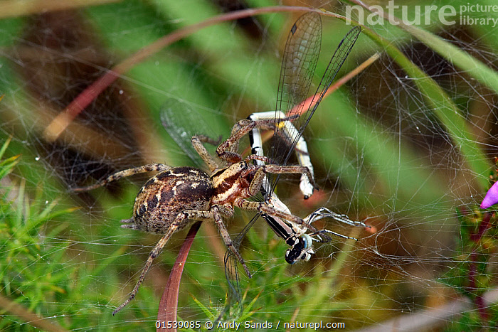 Stock photo of Labyrinth Spider (Agelena labyrinthica) adult with ...