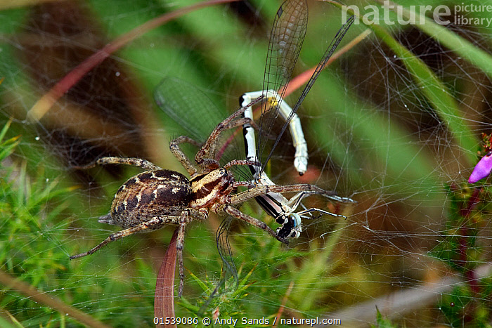 Stock photo of Labyrinth Spider (Agelena labyrinthica) adult with ...