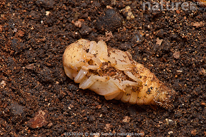 Stock photo of Stag Beetle (Lucanus cervus) female pupa uncovered from ...