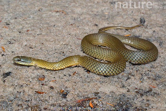 Stock photo of Crowned snake (Elapognathus coronatus) endemic to south ...
