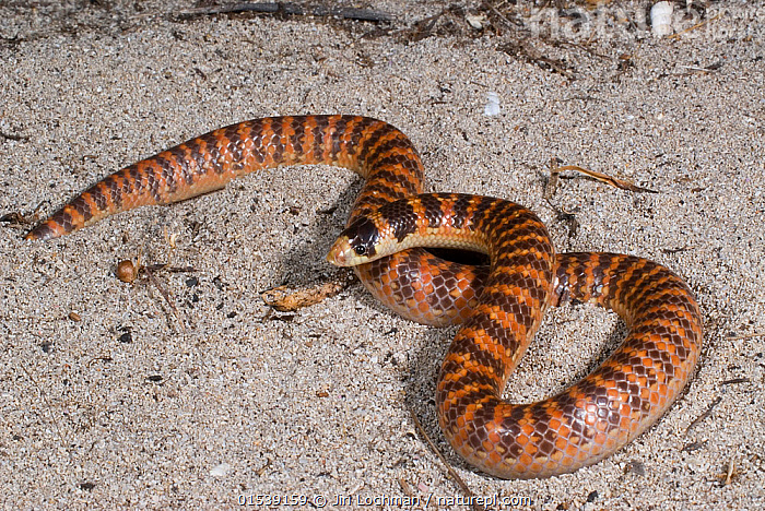 Stock photo of Southern shovel-nosed snake (Brachyurophis semifasciatus ...