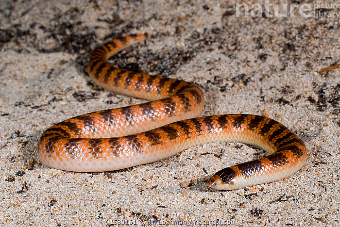 Stock photo of Southern shovel-nosed snake (Brachyurophis semifasciatus ...