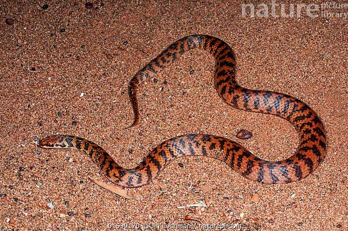 Stock photo of Rosen's snake (Suta fasciata) Carawine Gorge, Pilbara ...