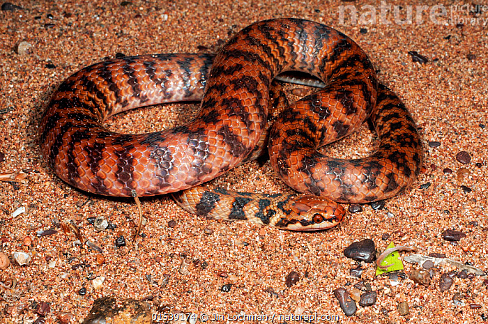 Stock photo of Rosen's snake (Suta fasciata) Carawine Gorge, Pilbara ...