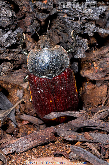 Stock photo of Jewel beetle (Temognatha duponti) laying eggs, Dragon ...