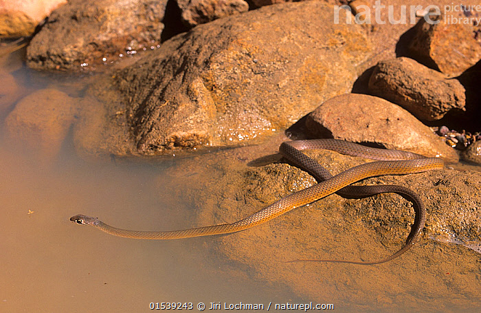 Stock photo of Narrow-headed whipsnake (Demansia angusticeps) entering ...