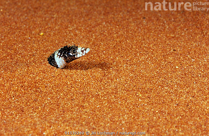 Stock photo of Desert banded snake (Simoselaps anomalus) emerging from ...