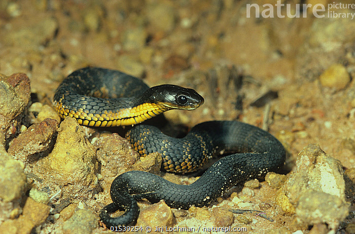 Stock photo of Western tiger snake (Notechis scutatus subsp ...
