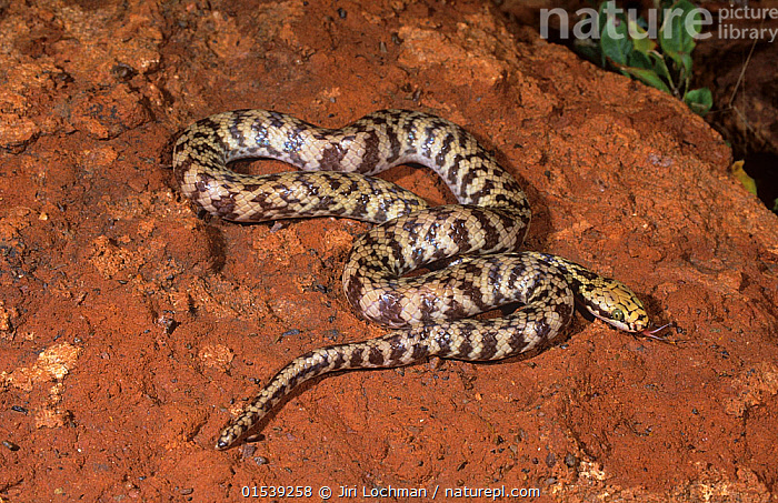 Stock photo of Rosen's snake (Suta fasciata) Western Australia, May ...