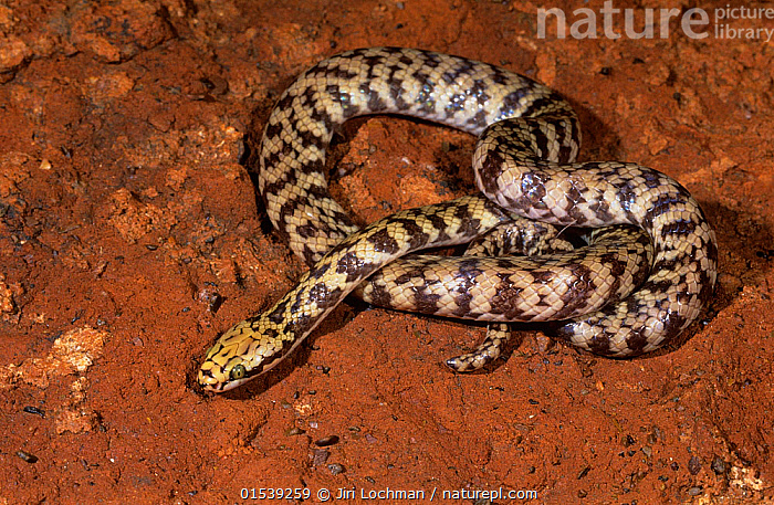 Stock photo of Rosen's snake (Suta fasciata) Western Australia, May ...