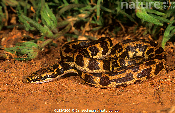 Stock photo of Rosen's snake (Suta fasciata) Charles Darwin Reserve ...