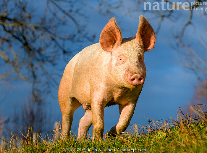 Stock photo of Organic free range domestic Landrace pig (Sus scrofa ...
