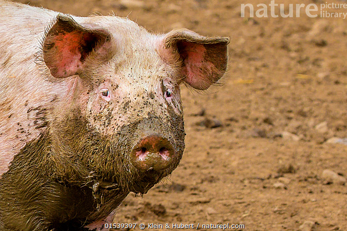 Stock photo of Outdoor free range domestic Pig (Sus scrofa domesticus ...