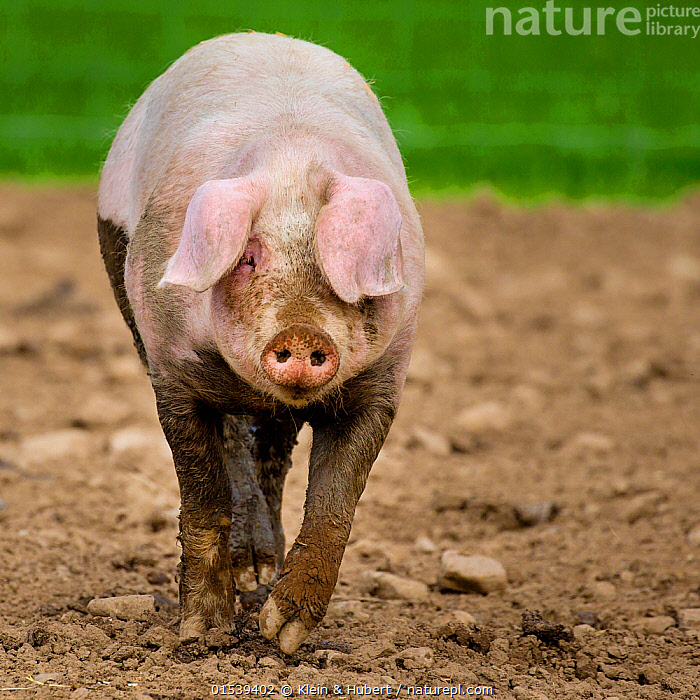 Stock photo of Outdoor free range domestic pig (Sus scrofa domesticus ...