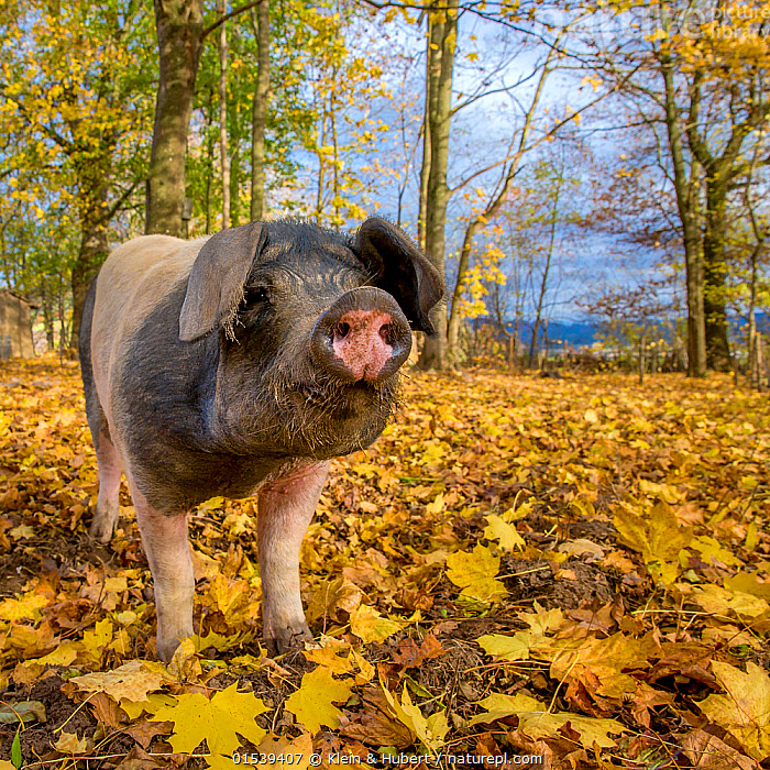 Stock photo of Outdoor free range domestic mixed breed pig (Sus scrofa ...
