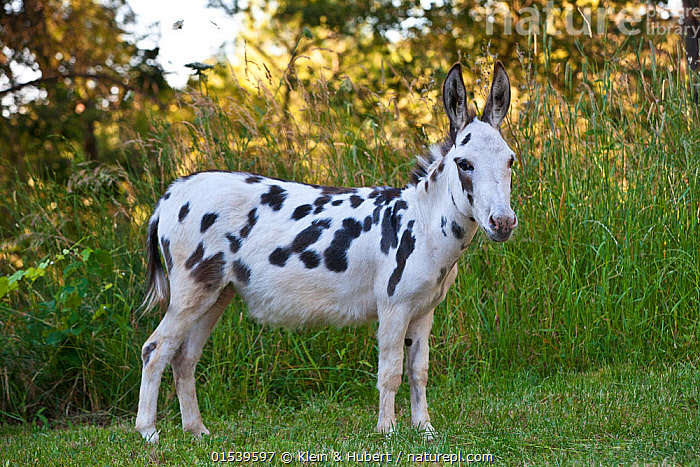 Stock photo of Miniature piebald donkey (Equus africanus asinus ...