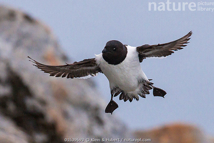 Stock photo of Little Auk (Alle alle) flying near breeding cliffs ...