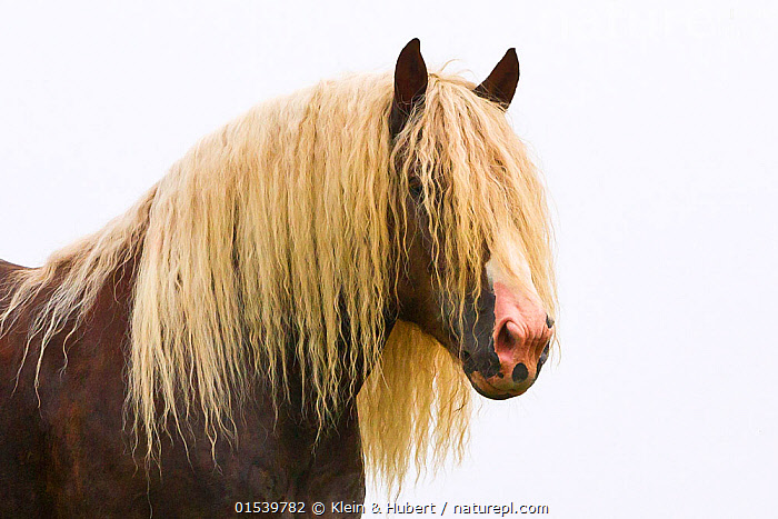 Stock photo of Noriker horse (Equus caballus) head portrait of stallion ...