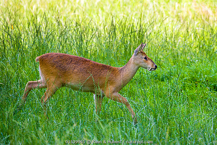 Stock photo of Water deer (Hydropotes inermis) adult female profile ...
