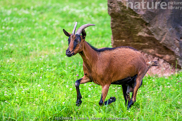 Stock photo of Domestic Alpine goat (Capra aegagrus hircus) doe running ...