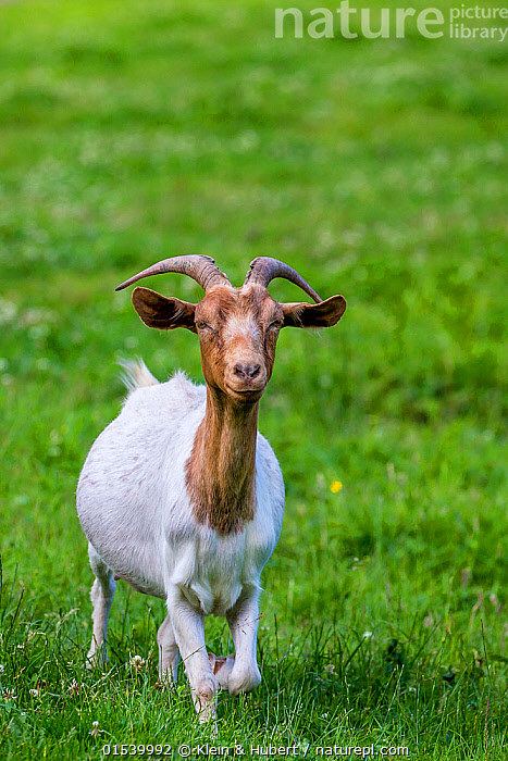 Stock photo of Domestic Boer goat (Capra aegagrus hircus) doe trotting ...