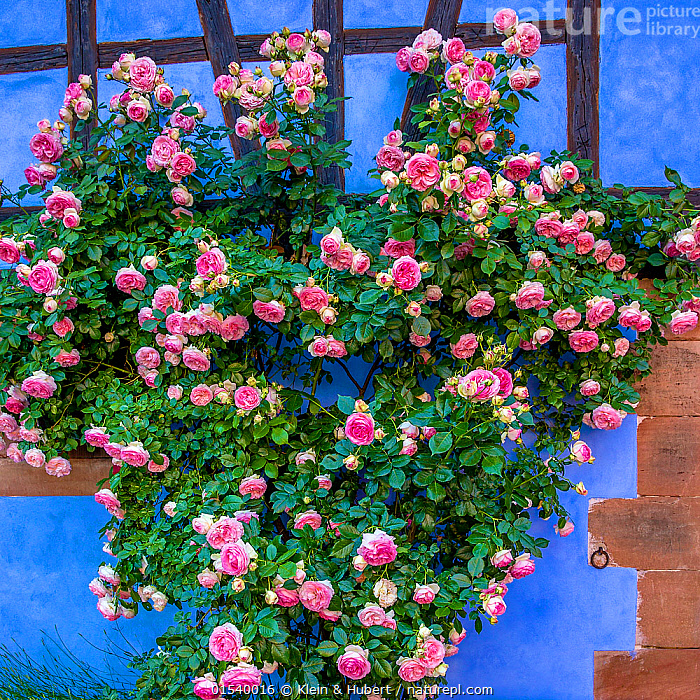 Stock photo of Climbing rose (Rosa "Eden") on blue timber-framed house ...