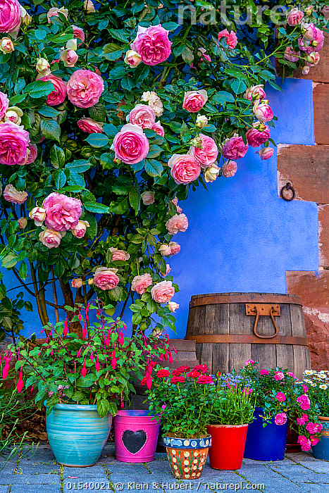 Stock photo of Climbing Rose (Rosa "Eden") against blue wall with ...