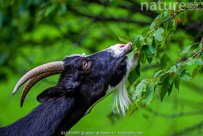 Stock photo of Domestic Tauern pied goat (Capra aegagrus hircus) head ...
