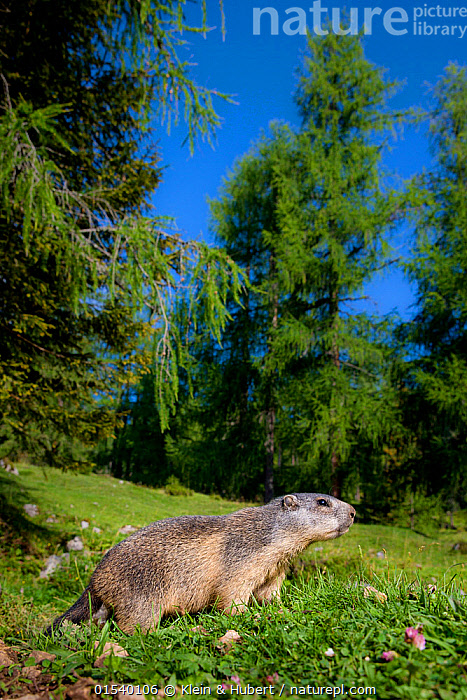 Stock photo of Alpine marmot (Marmota marmota) in a meadow with Larch ...