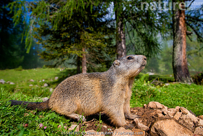 Stock photo of Alpine marmot (Marmota marmota) at its burrow in meadow ...