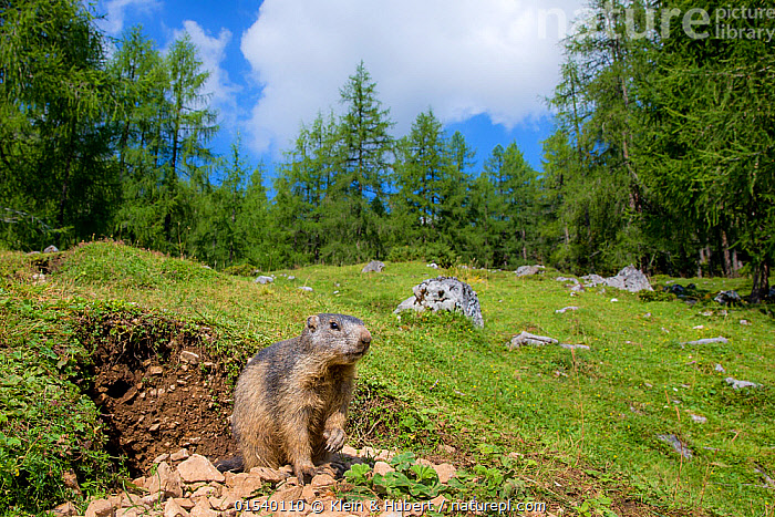 Stock photo of Alpine marmot (Marmota marmota) on his burrow in a ...