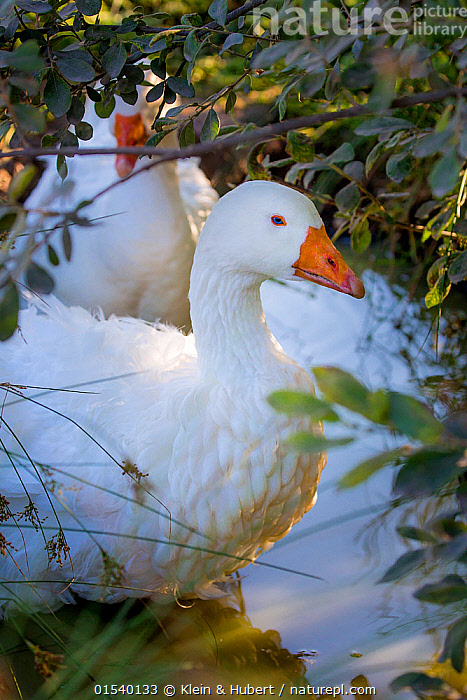Stock photo of Sebastopol domestic goose (Anser anser domesticus) curly ...
