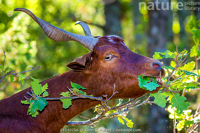 Stock photo of Rove goat (Capra aegagrus hircus) head portrait of doe ...