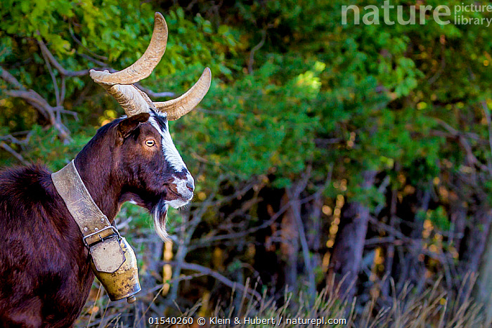 Stock photo of Rove goat (Capra aegagrus hircus) head portrait of buck ...