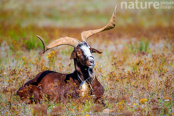 Stock photo of Rove goat (Capra aegagrus hircus) buck with bell resting ...