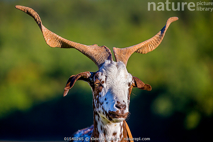 Stock photo of Rove goat (Capra aegagrus hircus) head portrait ...