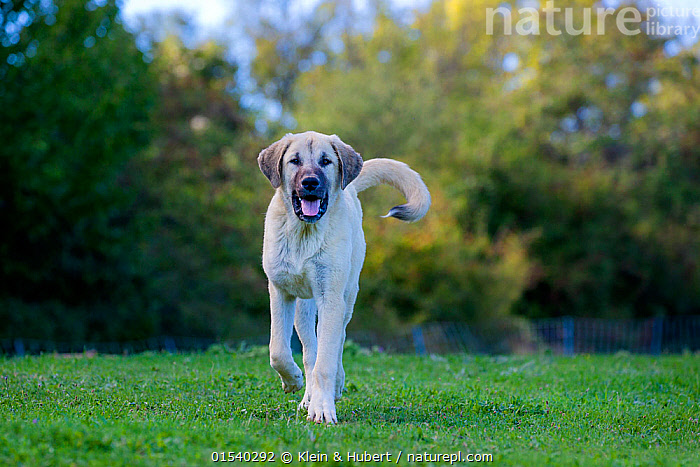 Stock photo of Livestock guardian dog, young Anatolian shepherd (Canis ...