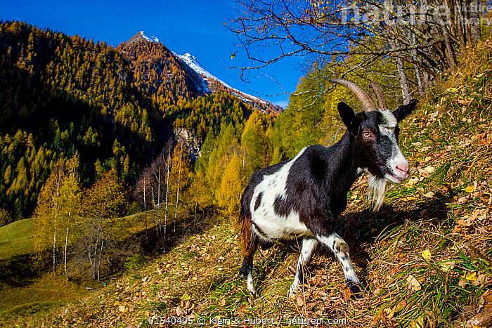 Stock photo of Tauern Pied Goat (Capra aegagrus hircus), doe walking in ...