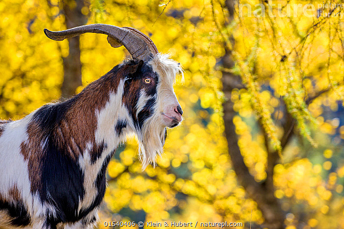 Stock photo of Tauern Pied Goat (Capra aegagrus hircus), head portrait ...