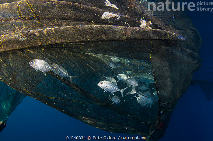 Stock photo of Fish caught in net at Bagan (or floating fishing ...