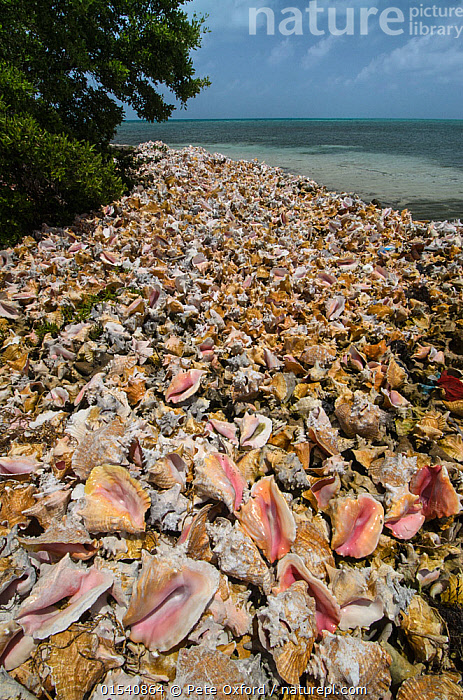 Stock photo of Queen conch (Strombus gigas) seashells harvested for ...