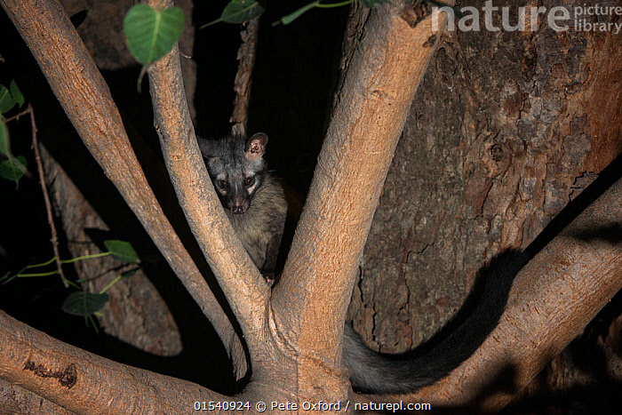 Stock photo of Asian palm civet (Paradoxurus hermaphroditus) Chambal ...