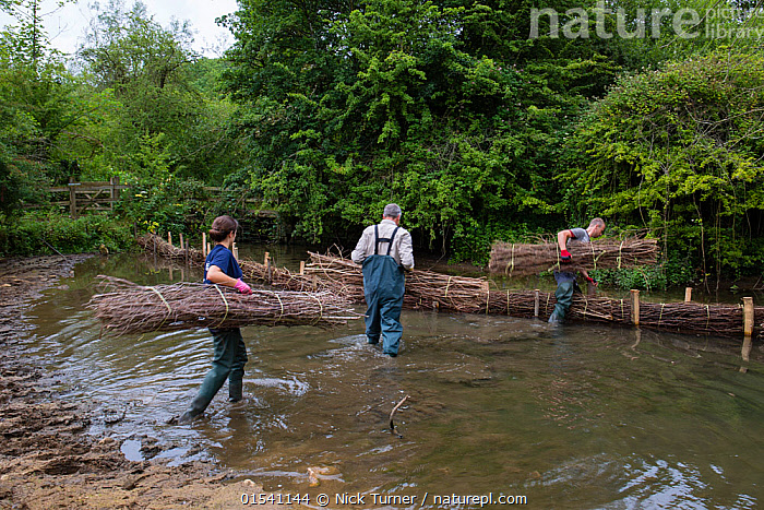 Stock photo of Corporate volunteers from Thames Water rebuilding river ...